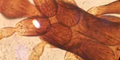 Online observation | eLearnEver