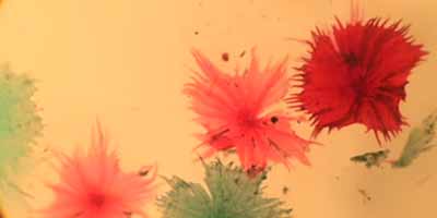 Online observation | eLearnEver